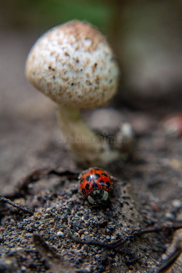 Beautiful Ladybug on the Ground Stock Photo - Image of plant, autumn ...