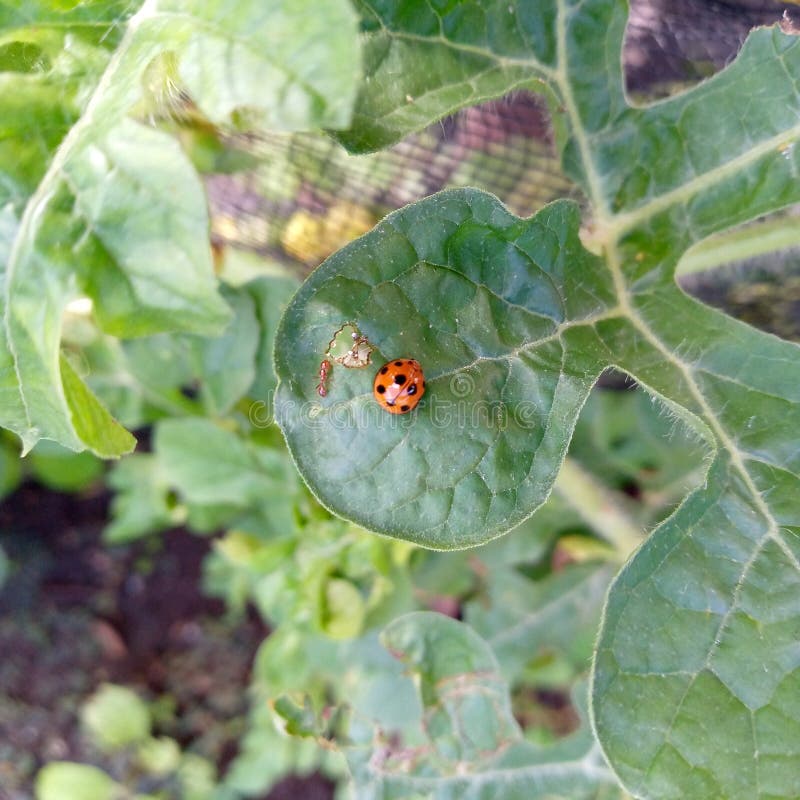 The Beautiful Ladybug on the Green Leaves Stock Image - Image of shrub ...