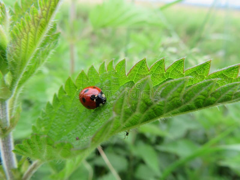 Beautiful Ladybug Insect Predator of Aphids Beneficial for Agriculture ...