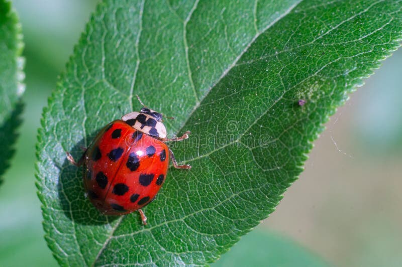 This is a Beautiful Ladybug on a Leaf. Stock Image - Image of spider ...