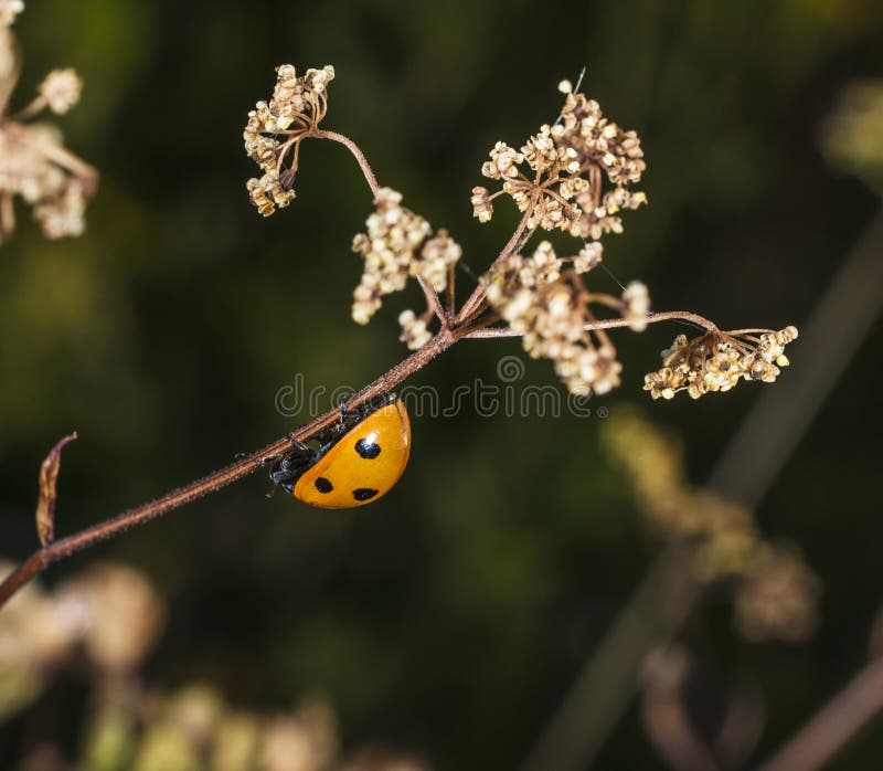 Beautiful ladybug macro stock image. Image of ladybird - 58632447
