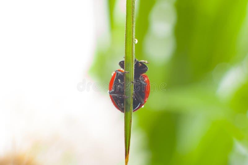 Beautiful ladybug stock image. Image of green, nature - 46025993