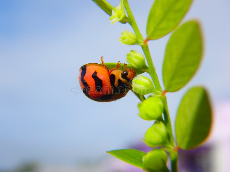 Beautiful Ladybug in the Morning View Stock Photo - Image of ...