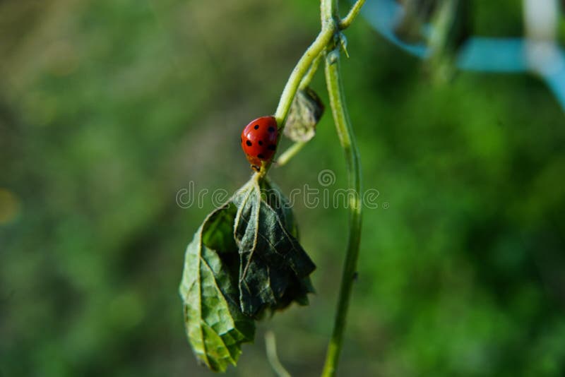 A beautiful ladybug stock photo. Image of season, beetle - 153166052