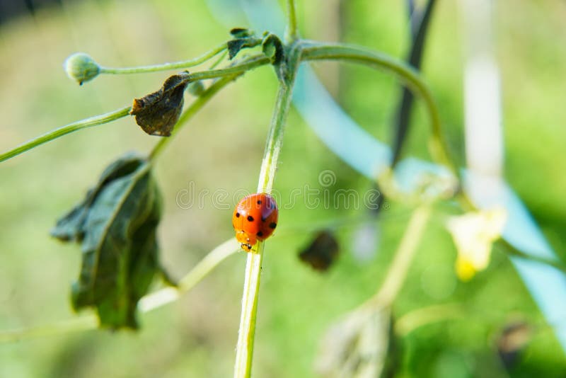 A beautiful ladybug stock image. Image of fresh, photograph - 153166091