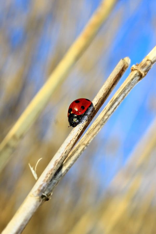 Beautiful ladybug stock image. Image of bright, life - 40914869
