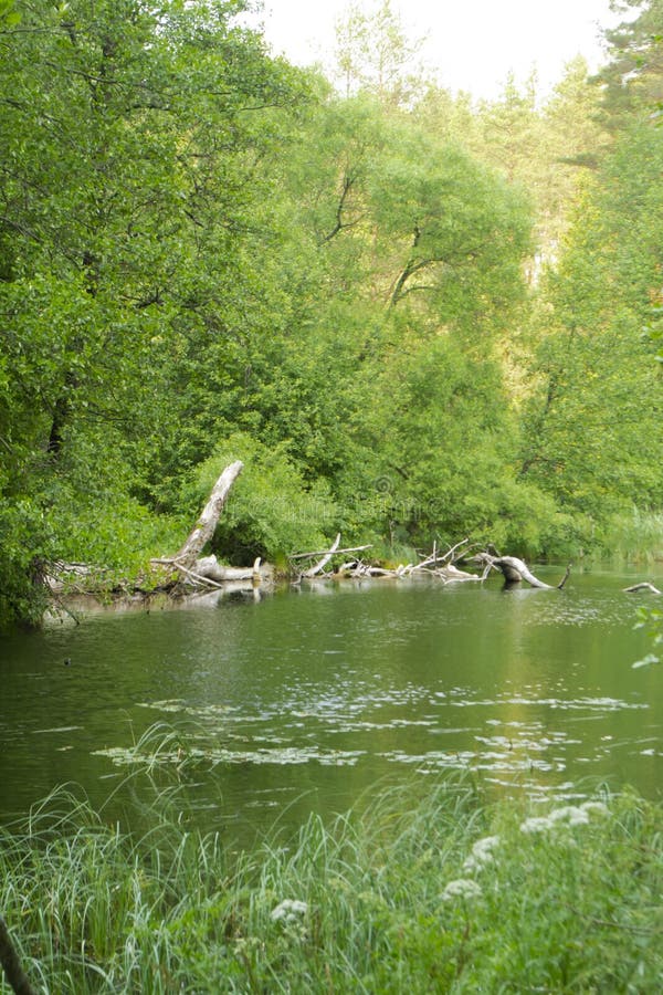 Beautiful Lake in Deep Forest in Belarus Stock Image - Image of clouds ...