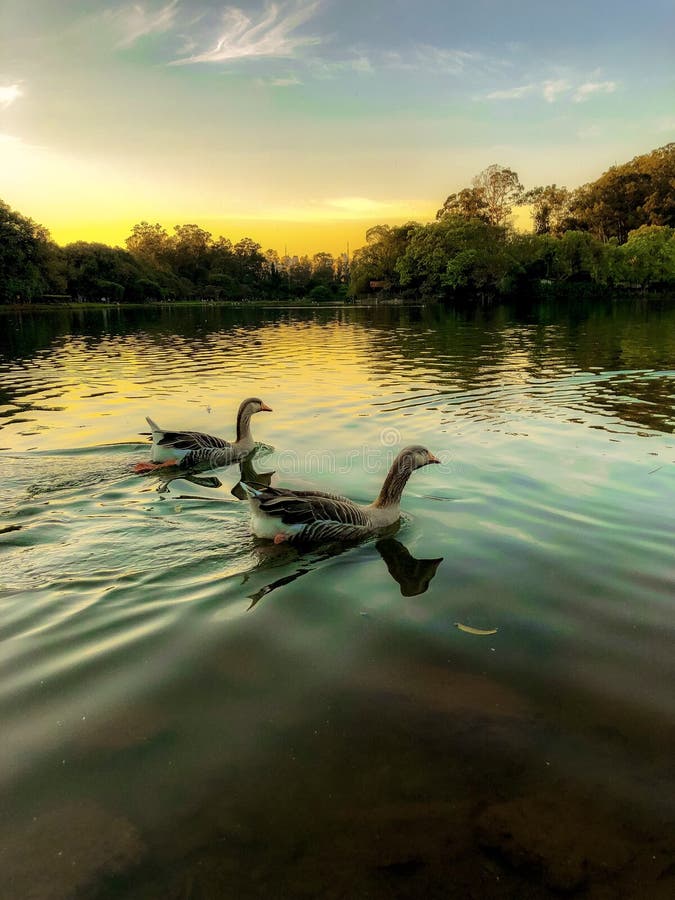 Ducks in a lake stock image. Image of beautiful, sunset - 153816737