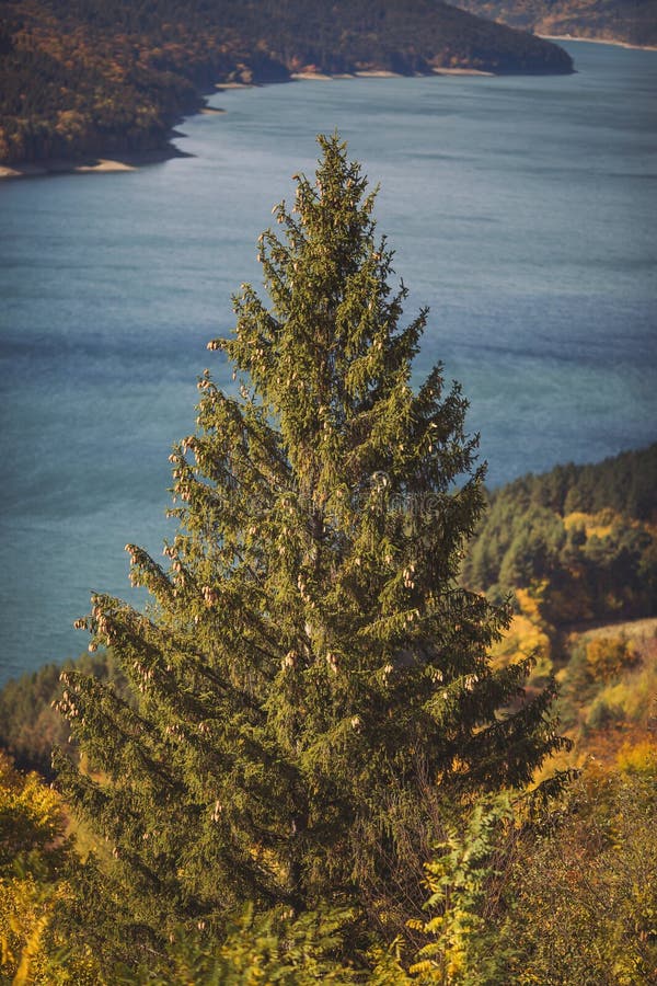 Beautiful Lake and Mountain . Pine Trees on the Background of the Lake ...