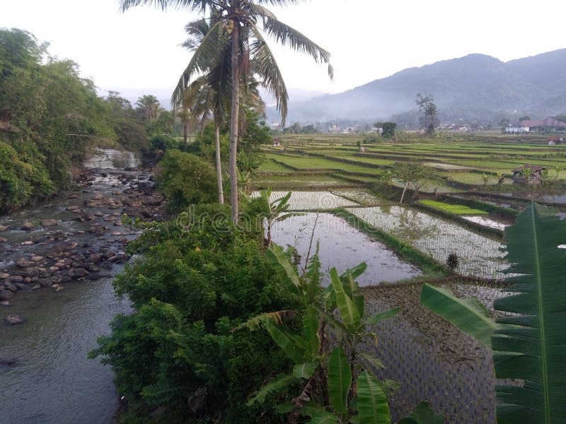 Beautiful Lake Mountain and Rice Field Stock Image - Image of lake ...