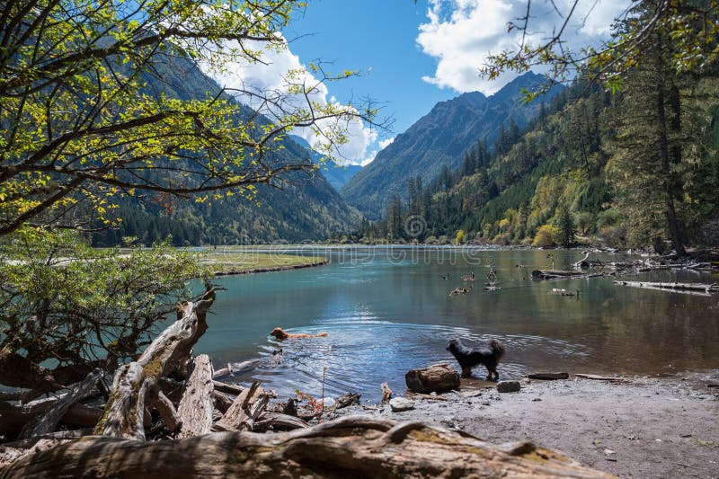 Beautiful Lake and Mountains, Two Dogs Playing by the Lake Stock Image ...