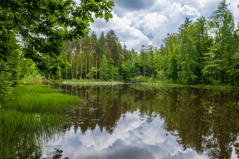 Forest and Water Landscape. Stock Photo - Image of blue, outdoors ...