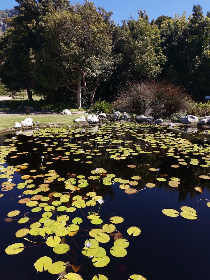 Beautiful lake portrait stock image. Image of portrait - 252054853