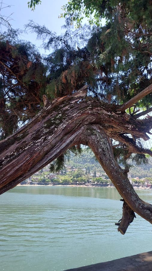 A Beautiful Lake Seen Behind an Old Tree Stock Image - Image of tree ...