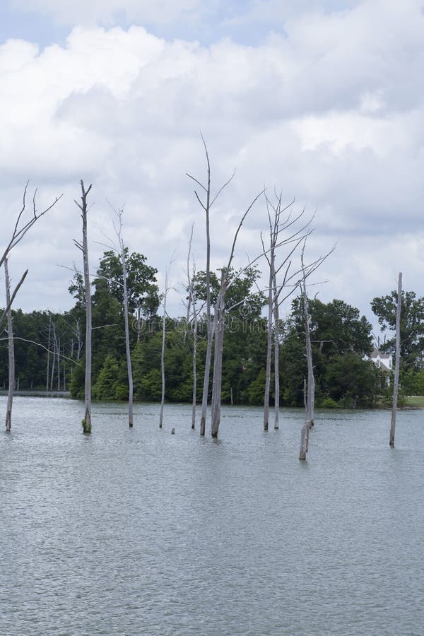 Beautiful Lake Trees stock photo. Image of mississippi - 86250282