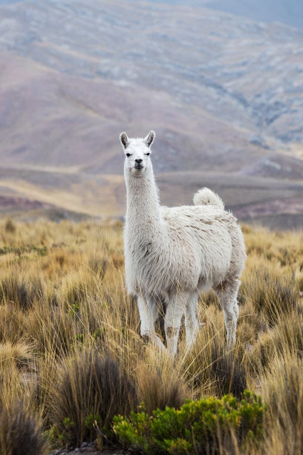 Beautiful lama stock photo. Image of domestic, mountain - 64447646