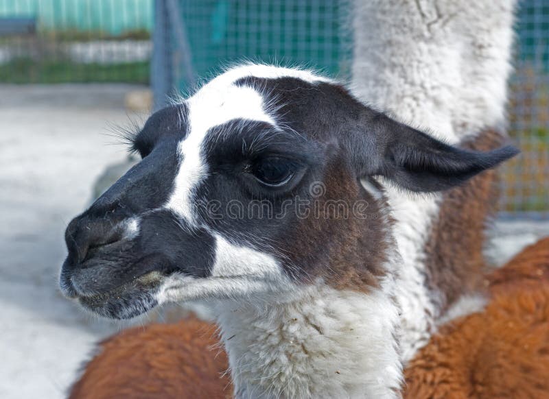 Beautiful lama portrait stock image. Image of animal - 62233431