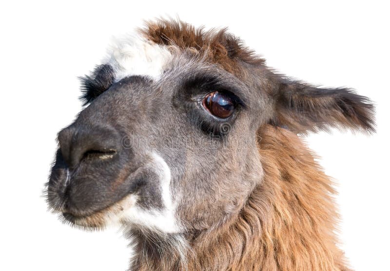 Beautiful lama portrait stock photo. Image of fuzzy, alpaca - 71774234