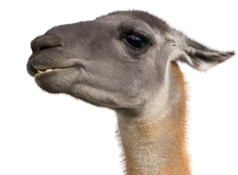 Beautiful lama portrait stock image. Image of alpaca - 66598759