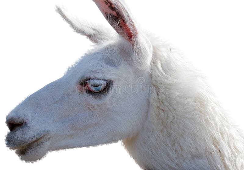 Beautiful lama portrait stock photo. Image of farm, america - 70742868
