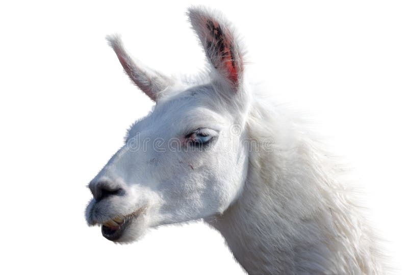 Beautiful lama portrait stock photo. Image of head, animal - 71774206
