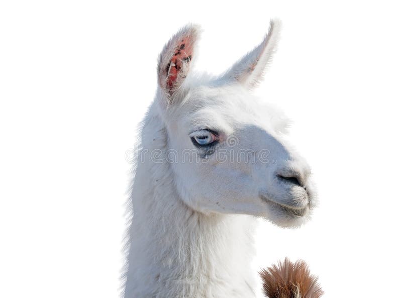 Beautiful lama portrait stock photo. Image of dignified - 80859780