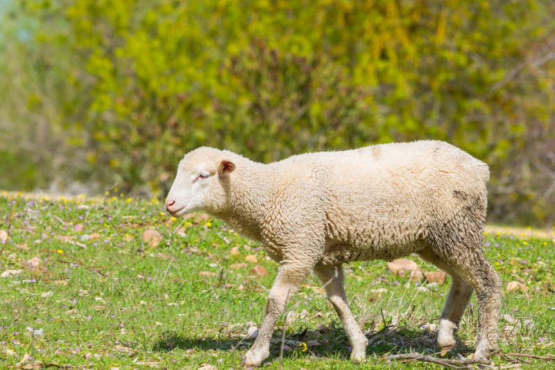 Beautiful lamb stock image. Image of field, farm, adorable - 113674973