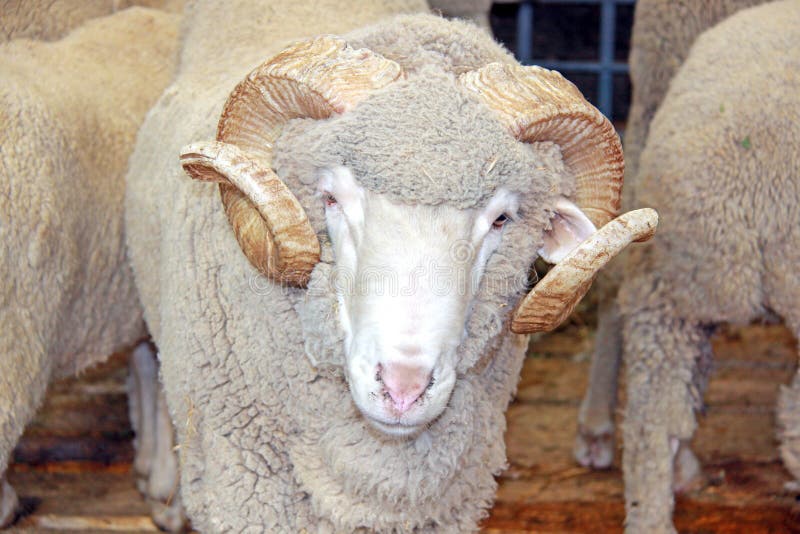 Beautiful lamb on the farm stock image. Image of agriculture - 176531677