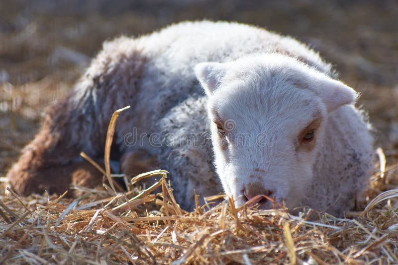 Beautiful lamb stock photo. Image of cute, adorable - 243064952