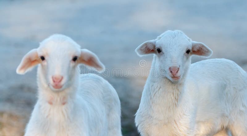 Beautiful Lamb in the Nature Stock Photo - Image of lamb, flock: 108430578