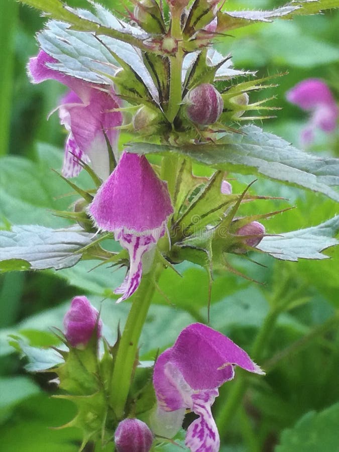 Lamium Maculatum Flowering Plant Stock Image - Image of lamium, spotted ...