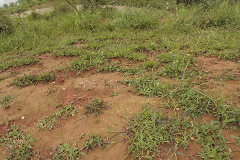 A Beautiful Land with Lots of Lots Grass on Its Surface Stock Photo ...