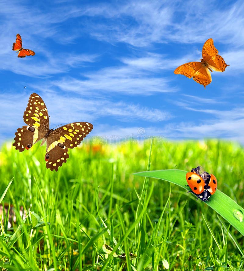 Eautiful butterfly stock photo. Image of health, landscape - 14437854