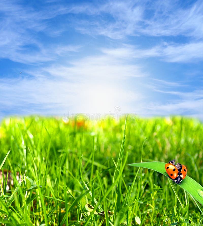 Ladybug looking on the sun stock photo. Image of nature - 15115594