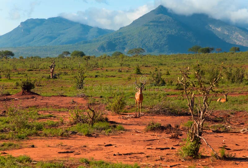 Beautiful Landscape with Animals and Mountains in Africa Stock Photo ...