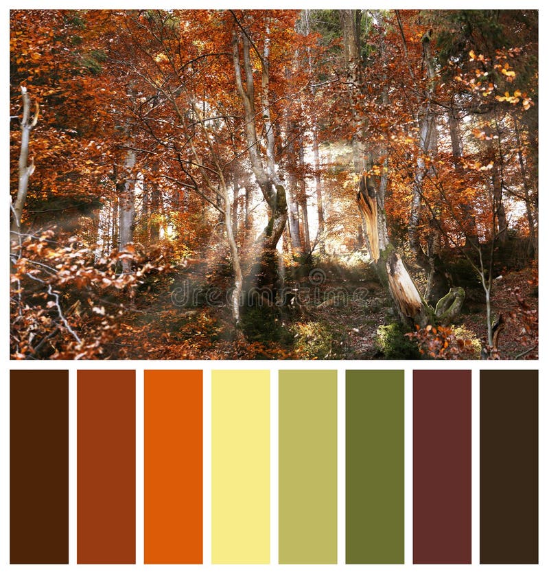 Beautiful Landscape with Autumn Forest. Stock Photo - Image of ...