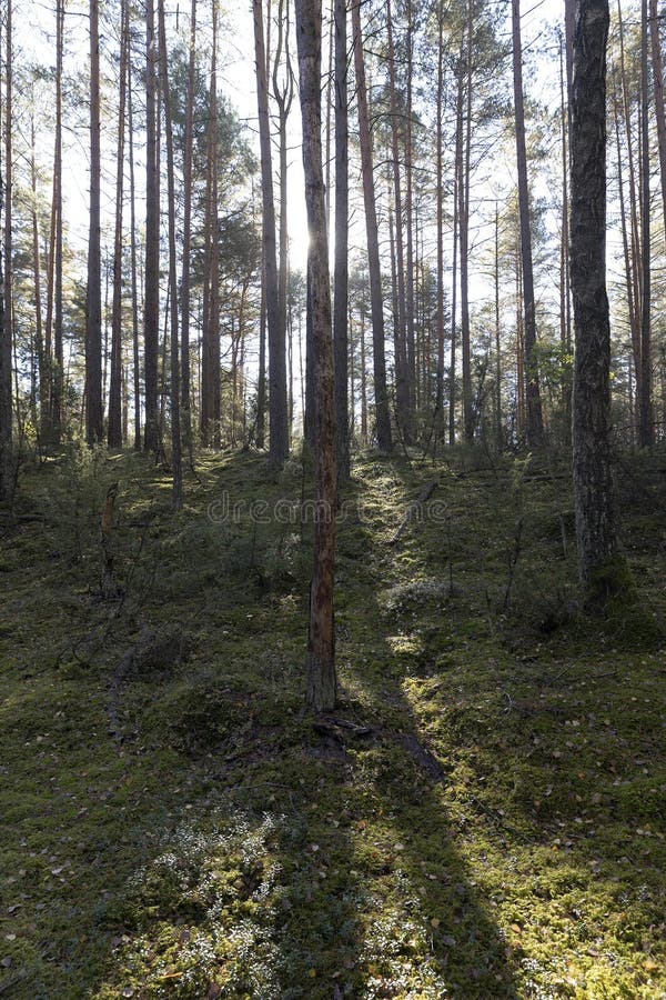 Beautiful Landscape Autumn Forest Real Trees Shrubs Other Plants Stock ...