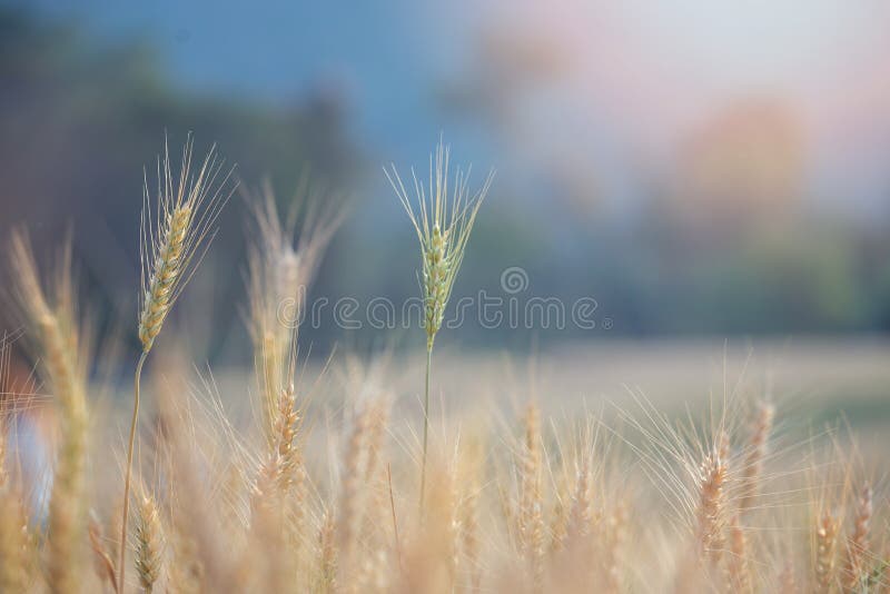 Beautiful Landscape of Barley Field at Sunset Time Stock Photo - Image ...