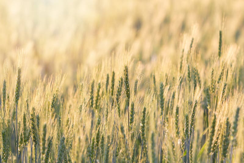 Beautiful Landscape of Barley Field Stock Image - Image of harvested ...