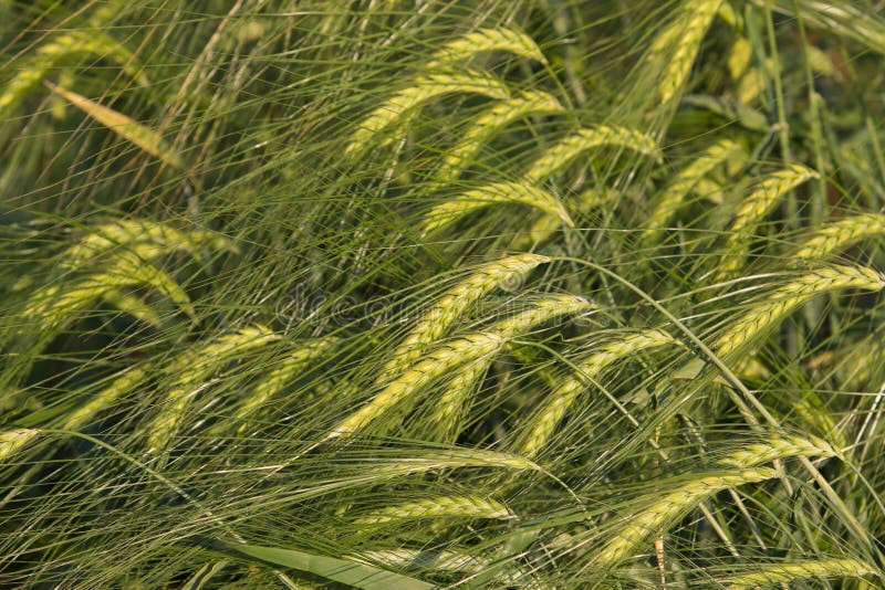 Beautiful Landscape of Barley Field at Sunset Stock Image - Image of ...