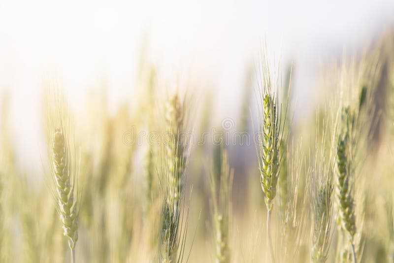 Beautiful Landscape of Barley Field at Sunset Stock Image - Image of ...