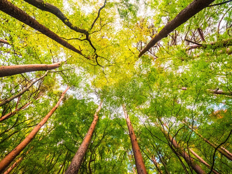 Beautiful Landscape of Big Tree in the Forest with Low Angel Vie Stock ...