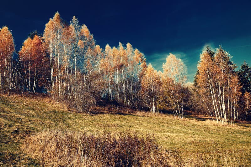 Beautiful Landscape. Birch Tree in the Foreground Image, Old Photo ...