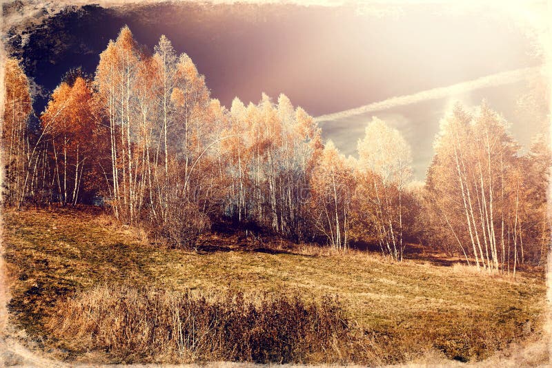 Beautiful Landscape. Birch Tree in the Foreground Image, Old Photo ...