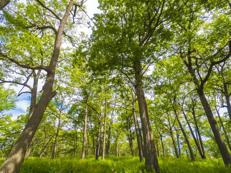 Beautiful Landscape of a Forest Canopy of Deciduous Trees and Grass on ...