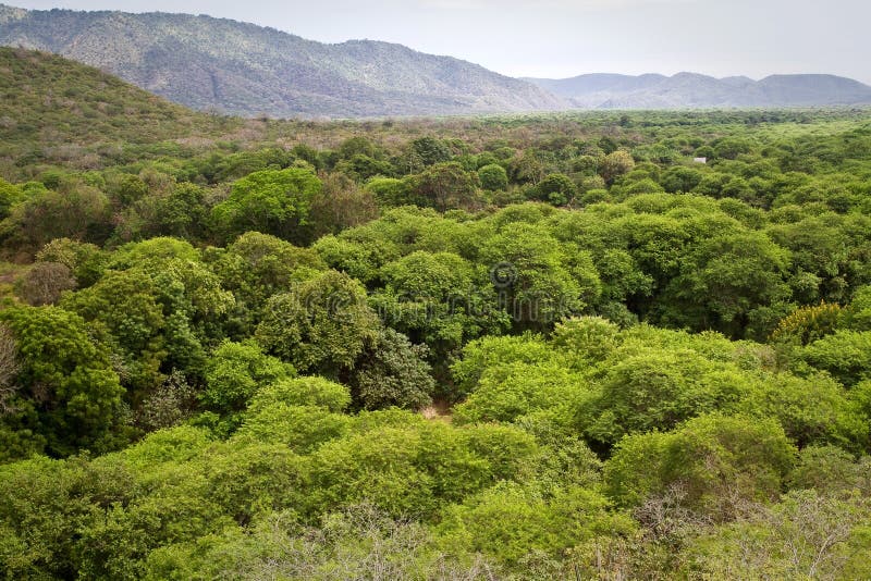 Beautiful Landscape of a Ceibo Tree Forest in Stock Photo - Image of ...