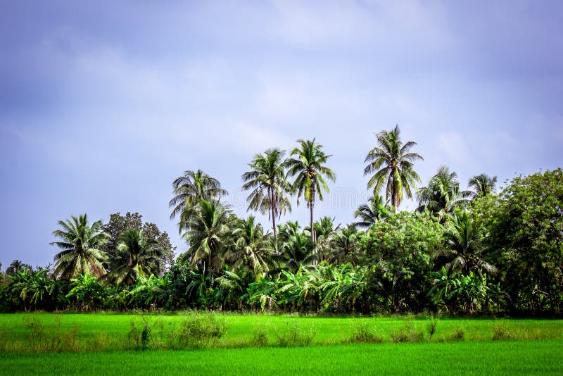 Beautiful Landscape of Coconut Trees and Rice Fields in Countryside of ...
