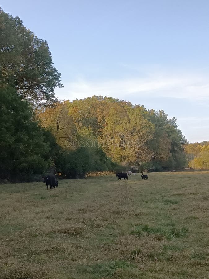 Beautiful Landscape with Cows, Calf and Trees Stock Photo - Image of ...