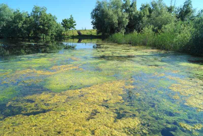 Beautiful Landscape of the Danube Delta, Romania Stock Photo - Image of ...