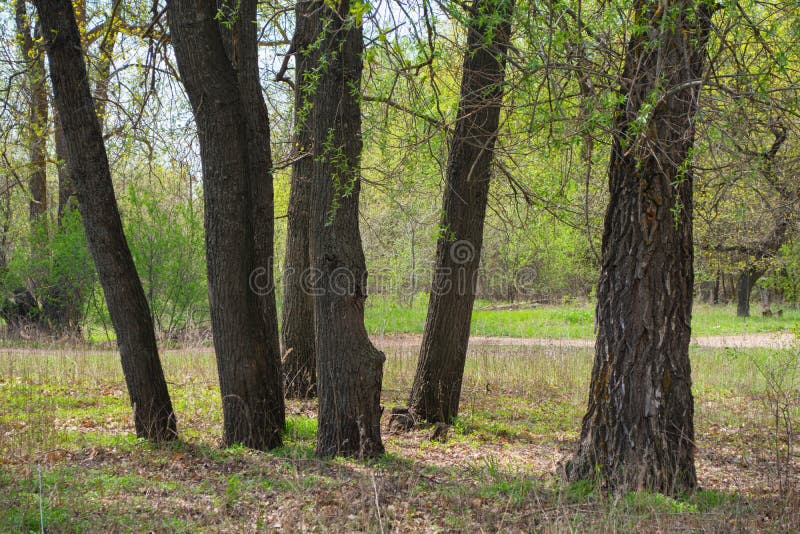 Beautiful Landscape In Deciduous Forest. Path Going Through The Forest ...